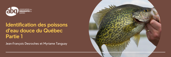 Identification des poissons d’eau douce du Québec – partie 1